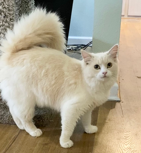 RagdollsNW - Cinnamon Bicolor F#1 | Ragdoll Kittens 4U