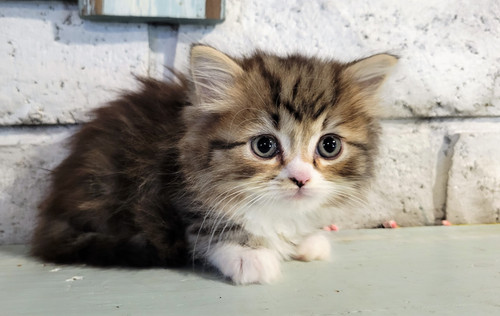 Golden Tabby F Ragamuffin | Ragdoll Kittens 4U