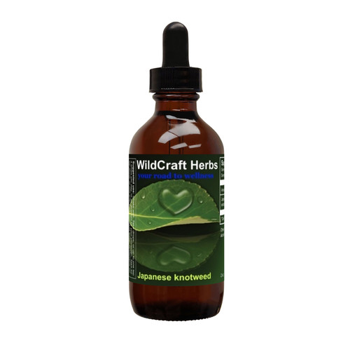 Japanese knotweed | Wildcraft Herbs