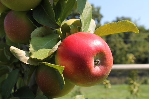 Red Rome (Grade B) | Restoration Orchard