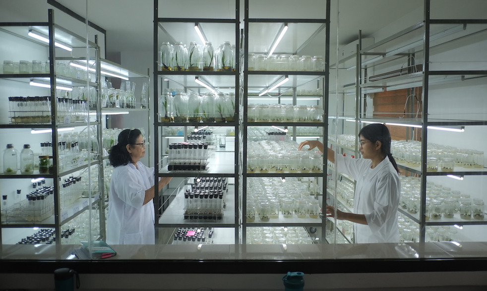 Binhi Plant Tissue Culture Lab Laguna Micropropagation