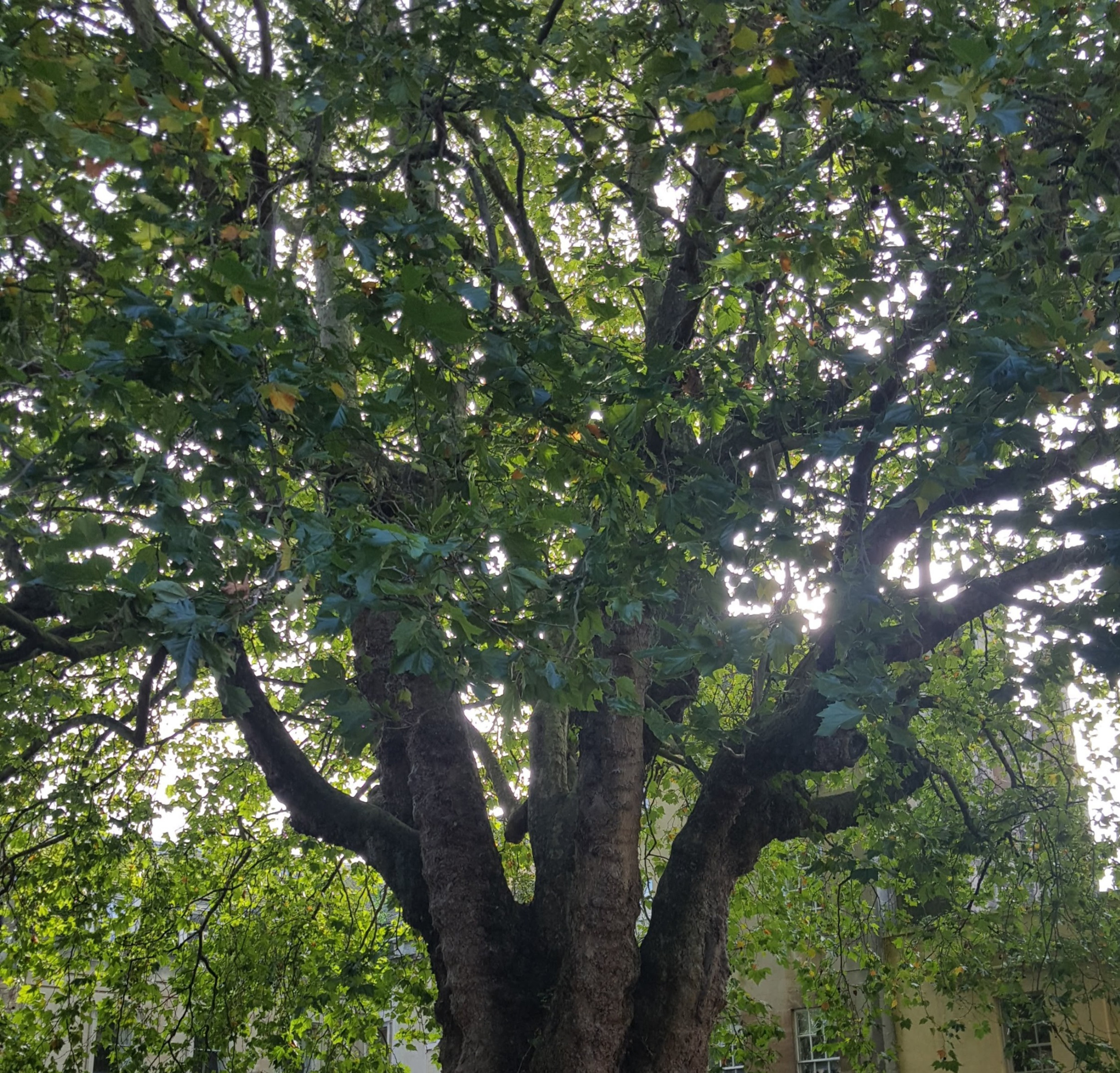 Advice For Protected Trees And Tree Law | O'Connor Arboricultural ...