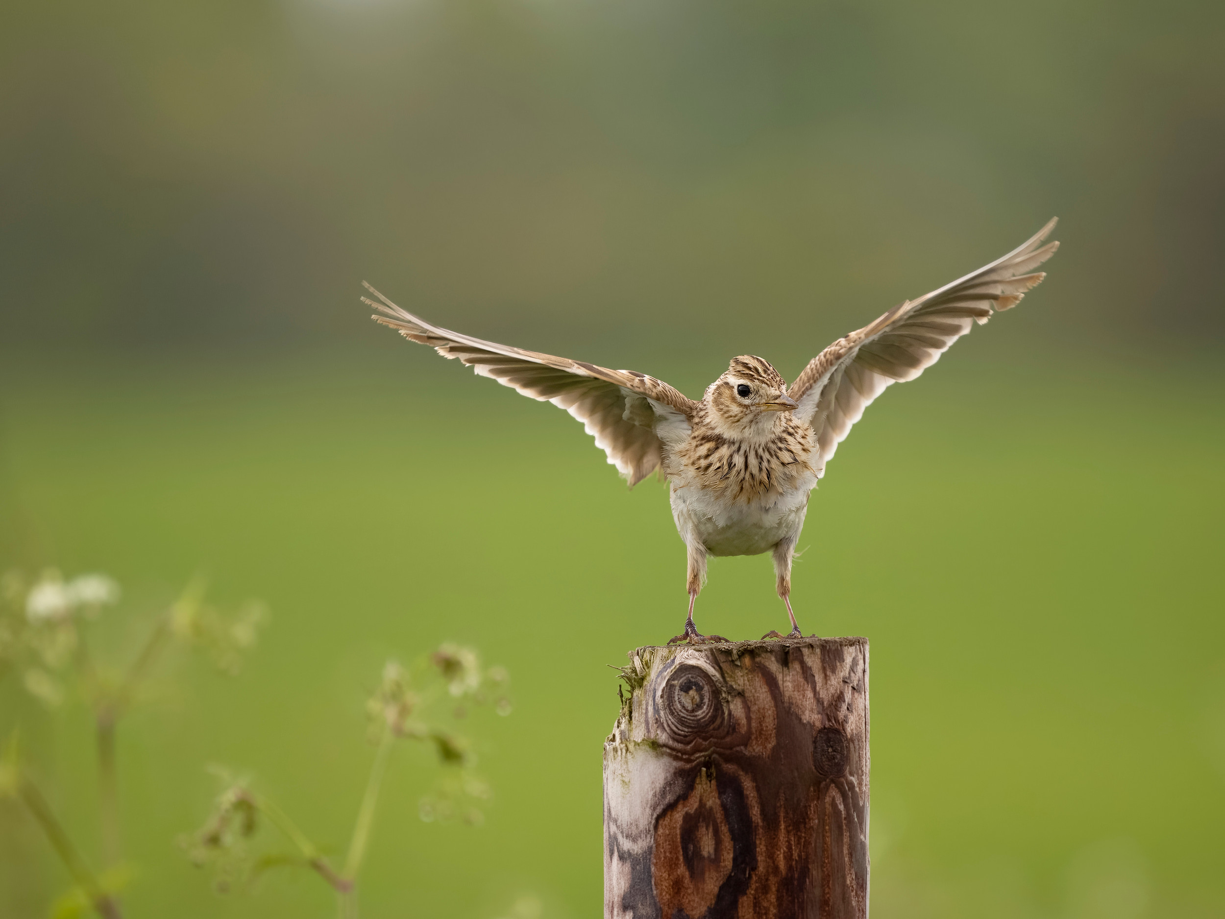 skylark flock