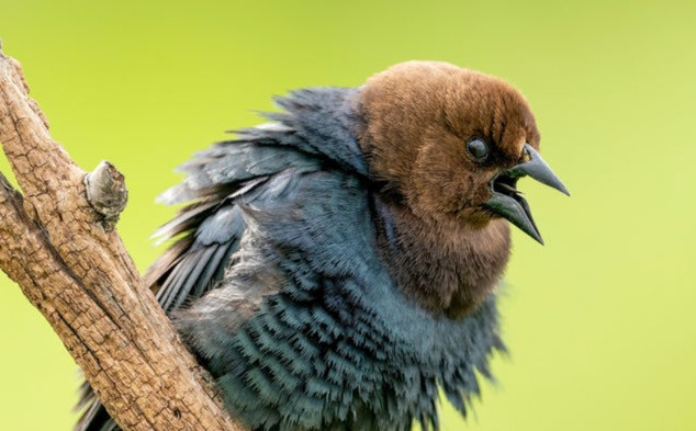 Cowbird: Laying Eggs in the Wrong Nest