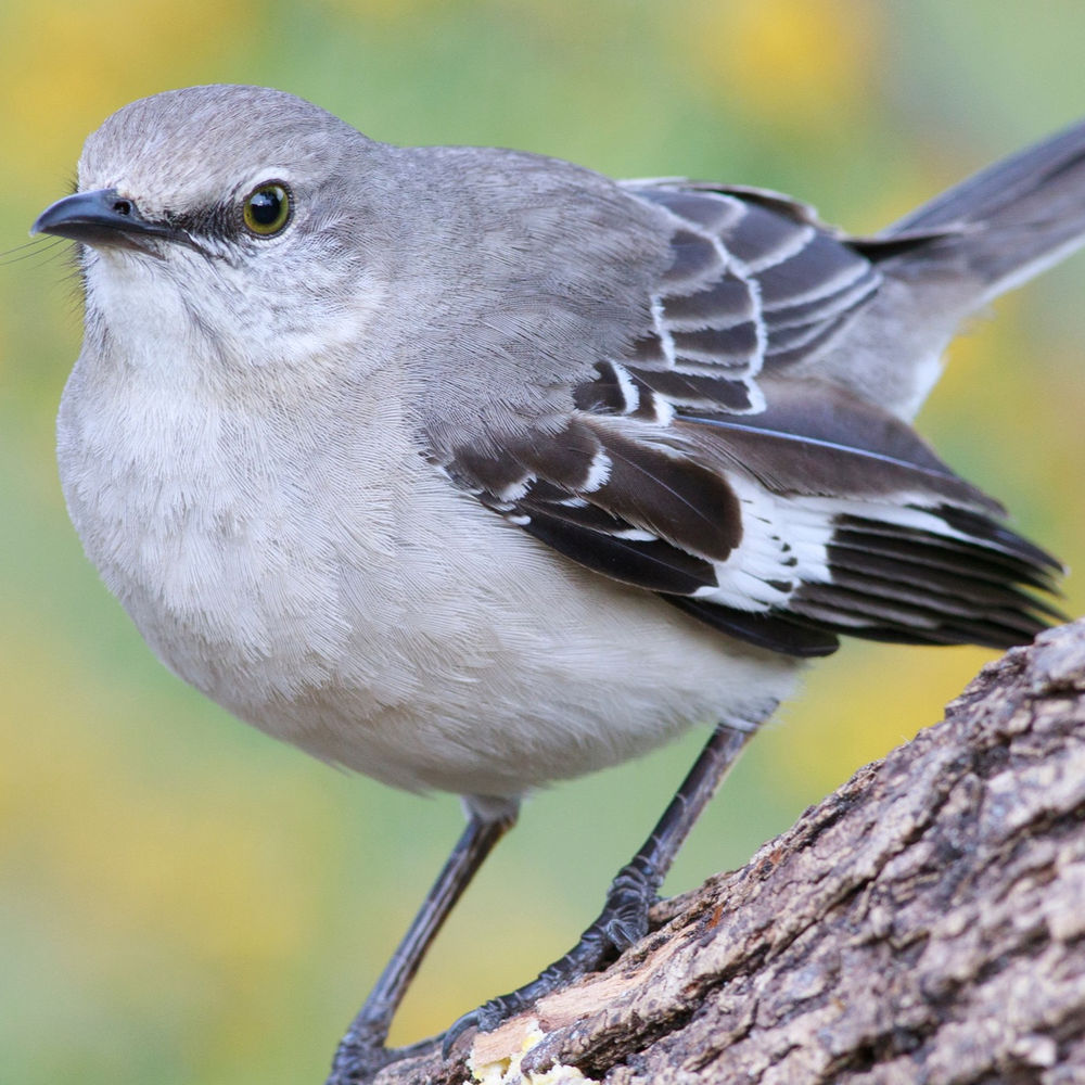 Mockingbird: Repeat After Me