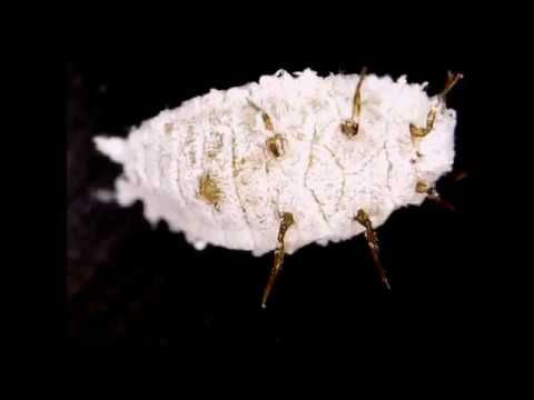 The Cochineal – The Bug You Probably Eat Regularly