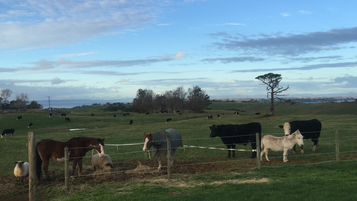 How are paddock maps made - what is the process?