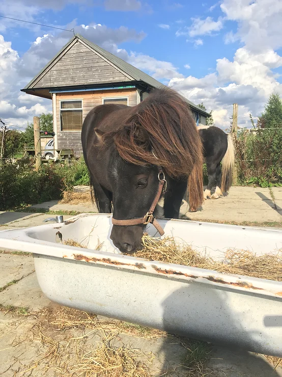 Private Equestrian Home | Eastfield Equestrian