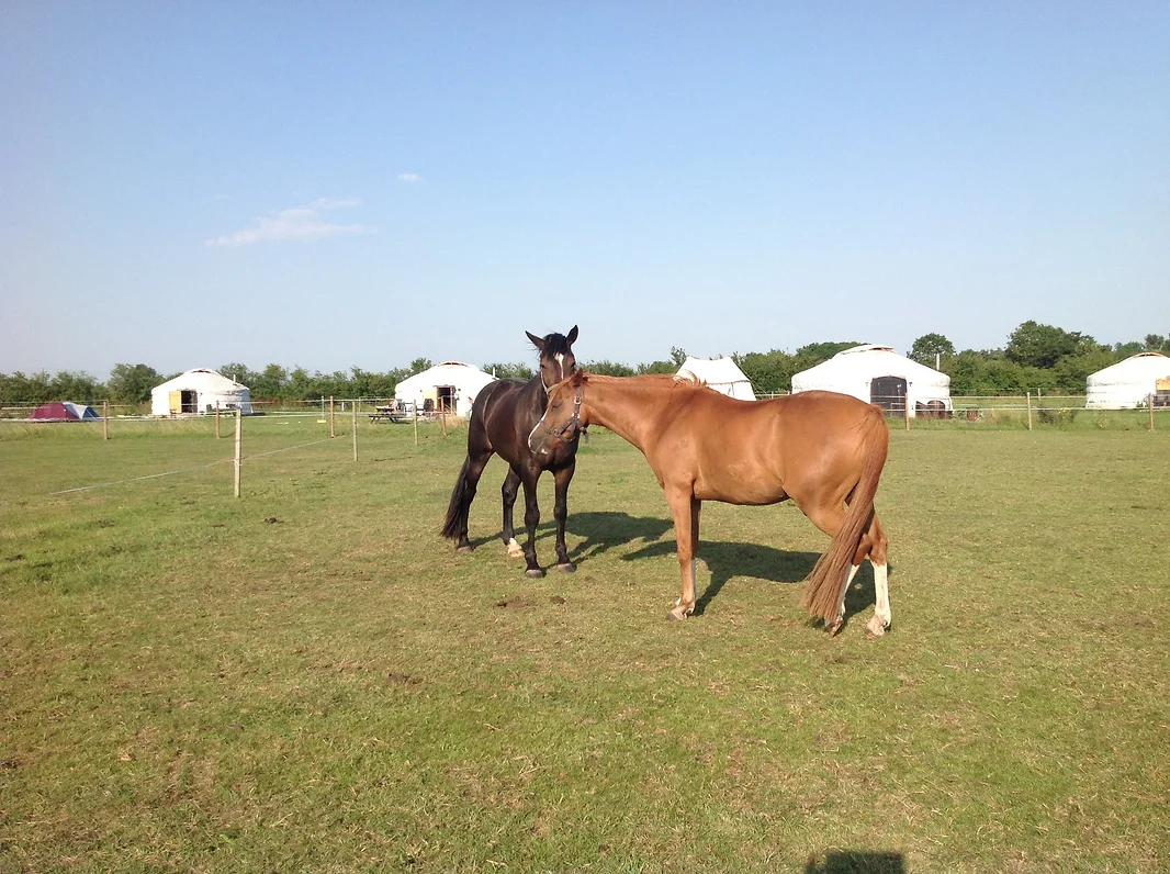 Our Enterprises | Eastfield Equestrian