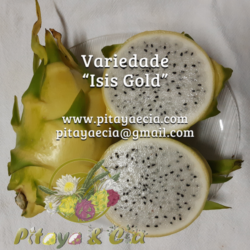 Muda de pitaya Isis Gold | Pitaya & Cia. | Campo Grande - MS