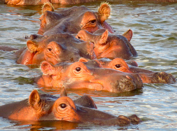 Mundui House, Accomodation, Wildlife, Naivasha, Kenya
