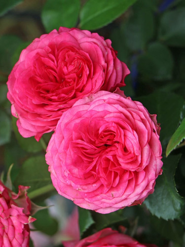 Роза Мэджик Рококо (Magic Rokoko) купить с доставкой по Беларуси ...