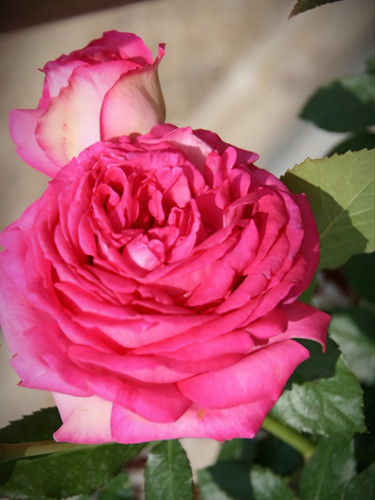 Роза Цикламен Пьер де Ронсар (Cyclamen Pierre de Ronsard) купить с ...