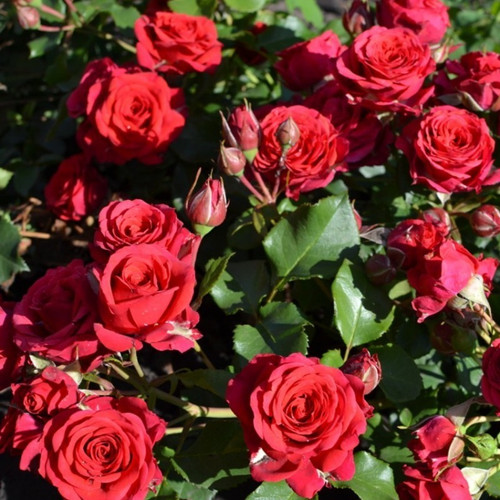 Роза Ред Микадо (Red Mikado) купить с доставкой по Беларуси "BuonRoza