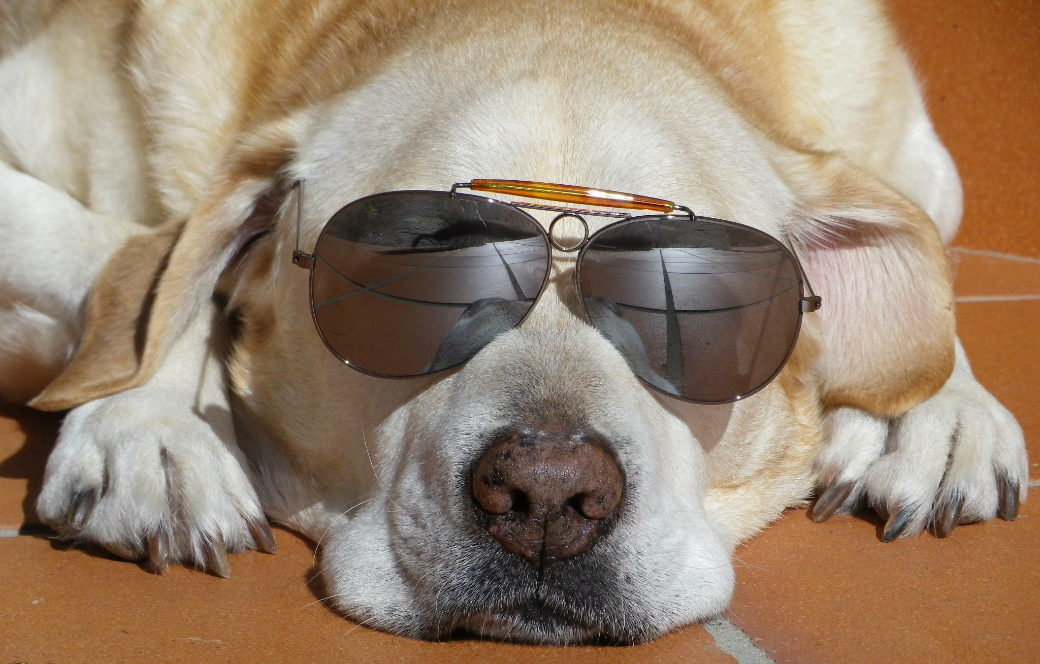 Welcome to Best Pet Minder, Northern Beaches