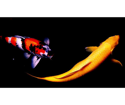 Everything Koi Ponds & Water Features | Beholder Aquatics