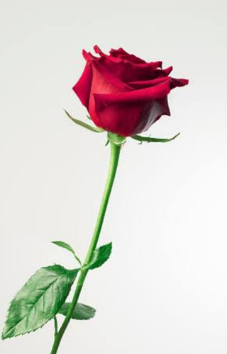 Single Rose | Rachnakunj