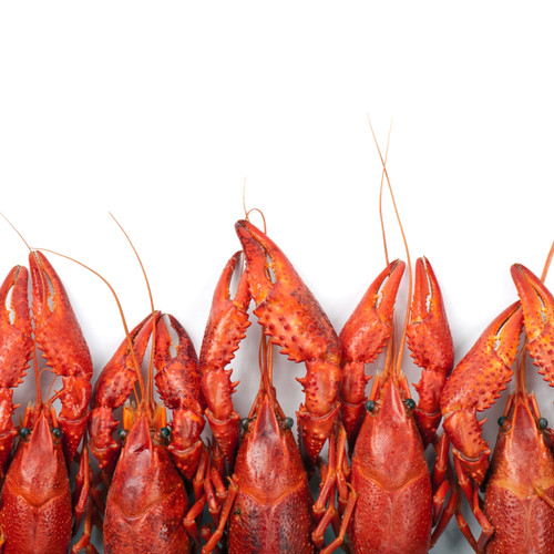 LOBSTER ROW | SPLASHBACK