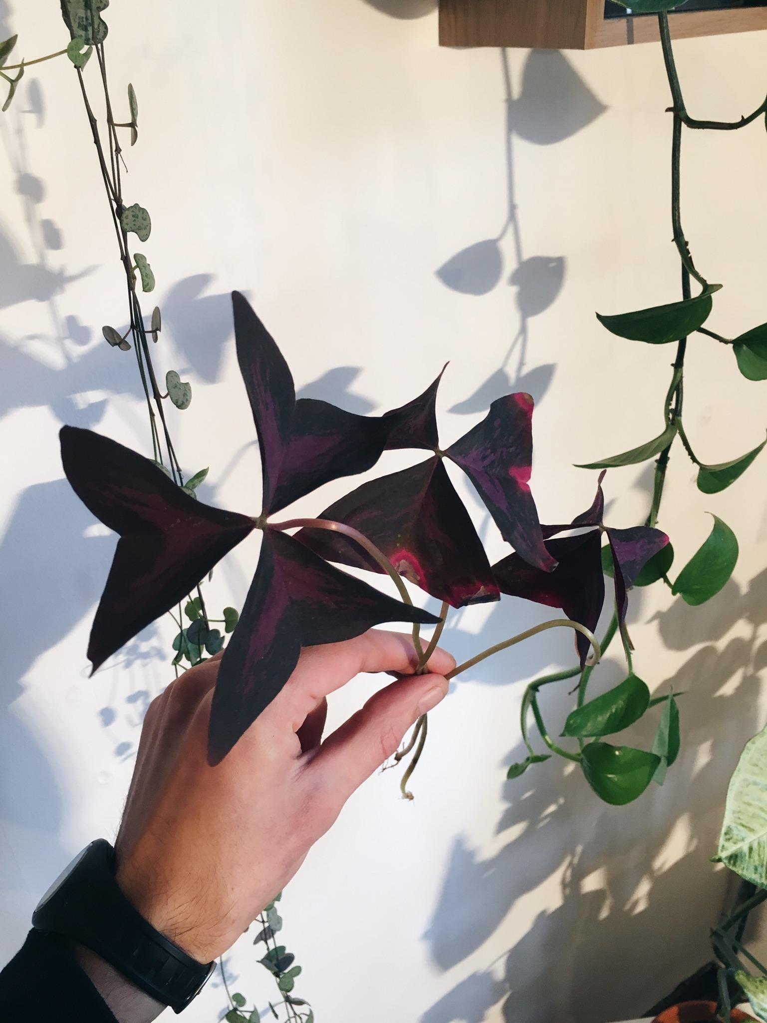 [evolution] OXALIS TRIANGULARIS | Anton botanical