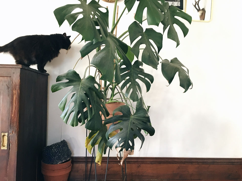 [evolution] MONSTERA deliciosa