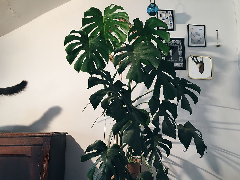[evolution] MONSTERA deliciosa