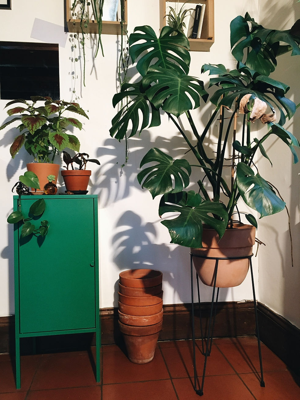 [evolution] MONSTERA deliciosa