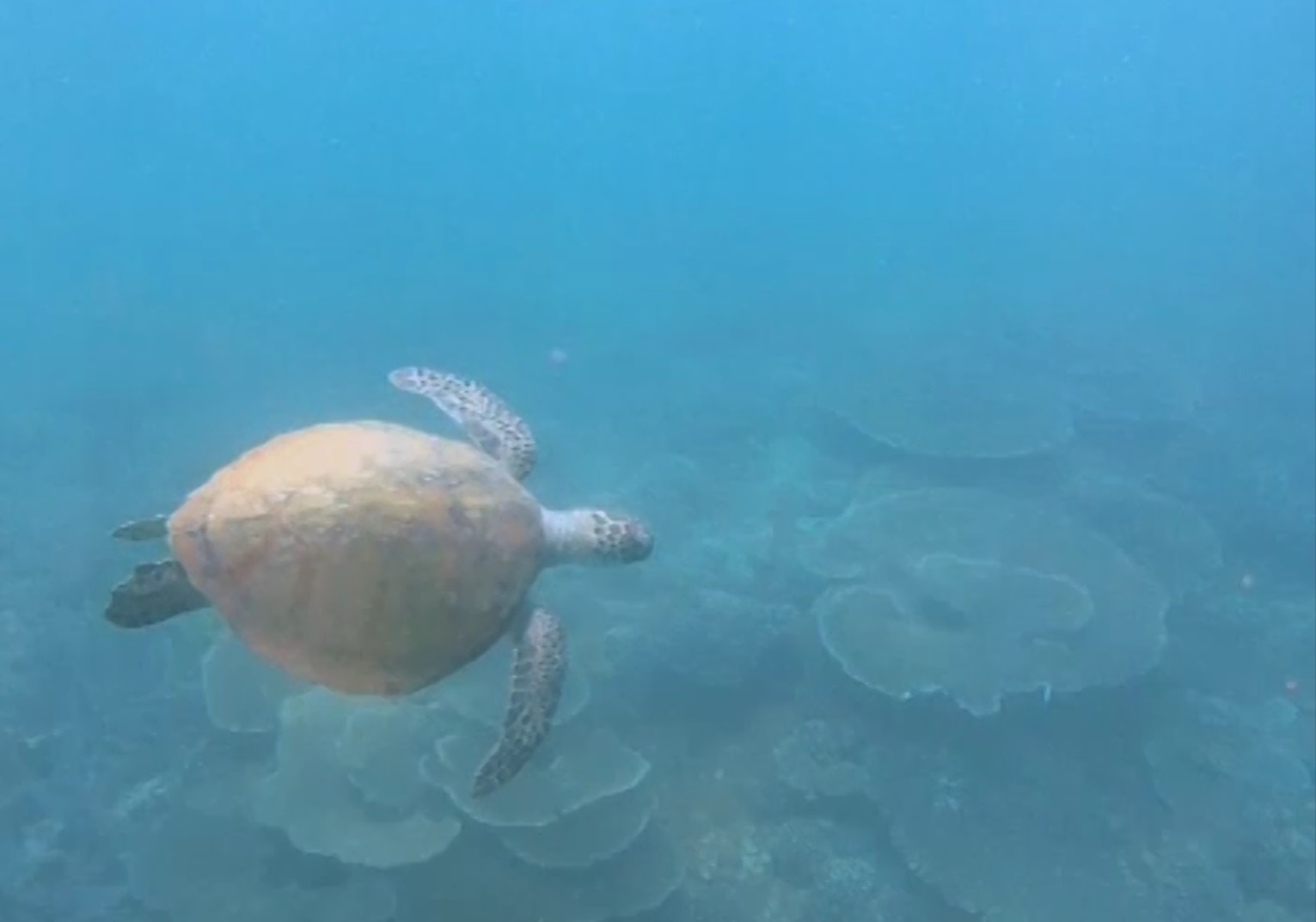 Shallow Water Inspection | Intervention Engineering