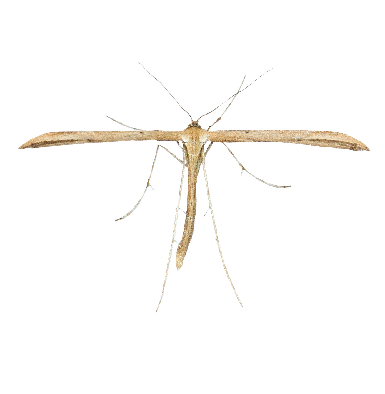 Common Plume Emmelina monodactyla - Discover the Wild