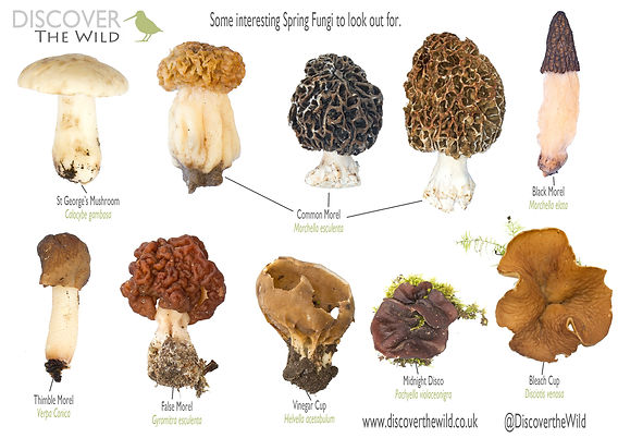 Wild Edible Mushroom Identification Identification Of Mushrooms Fungal