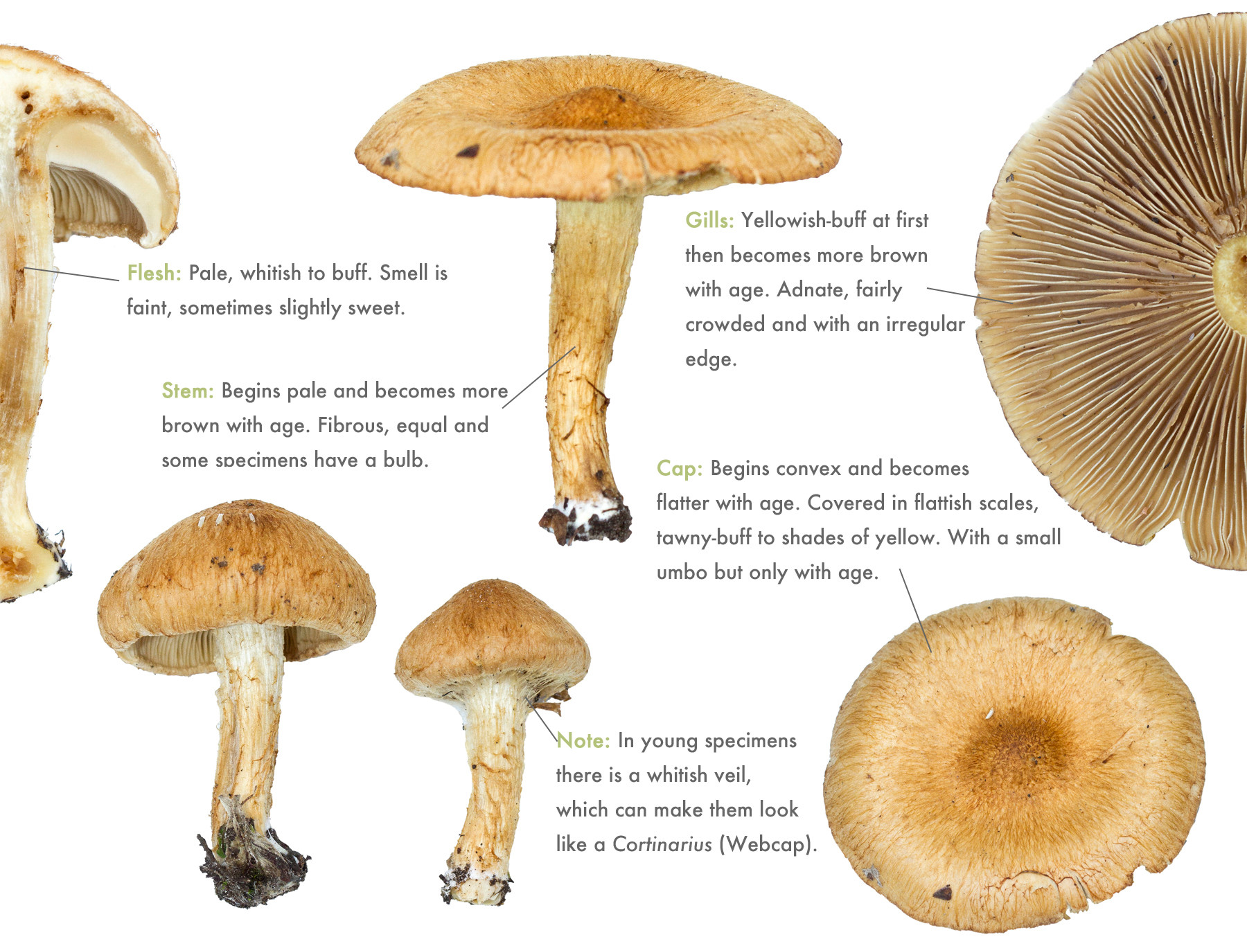 Inocybe dulcamara - Inocybe dulcamara - Discover the Wild