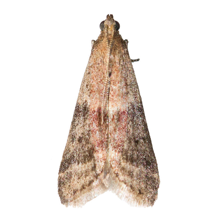 False Cocoa Moth Ephestia woodiella - Discover the Wild