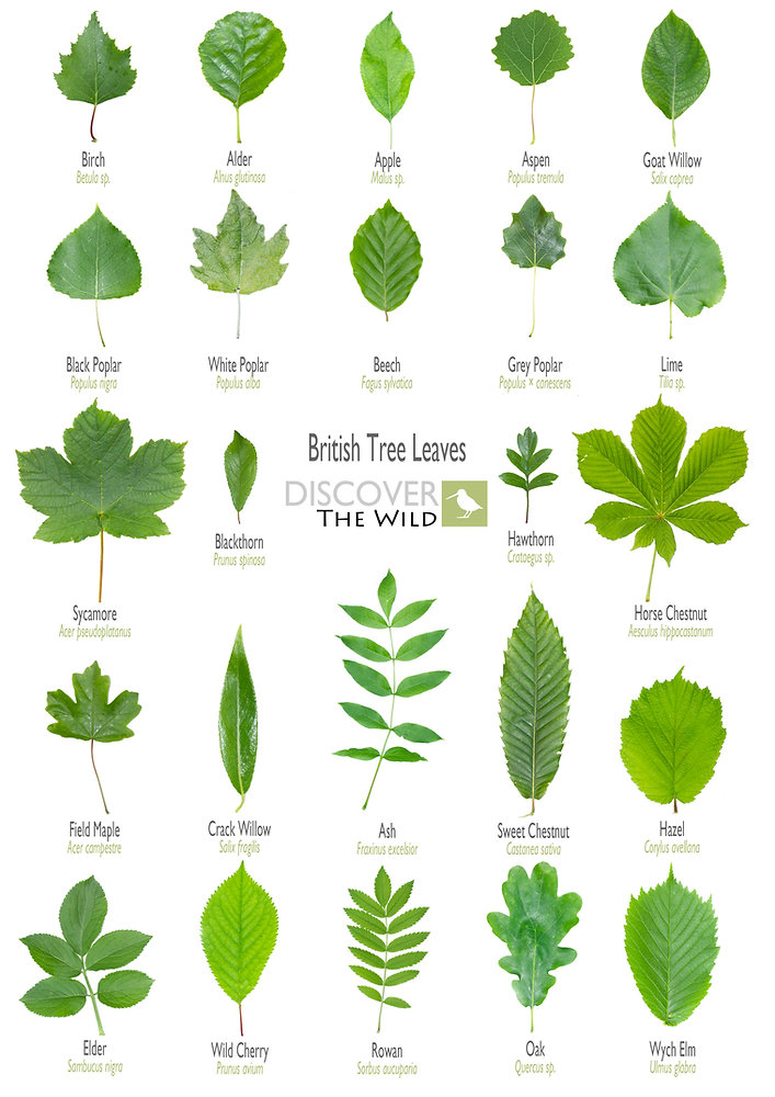 British Tree Leaves Sheet British Tree Leaves Sheet