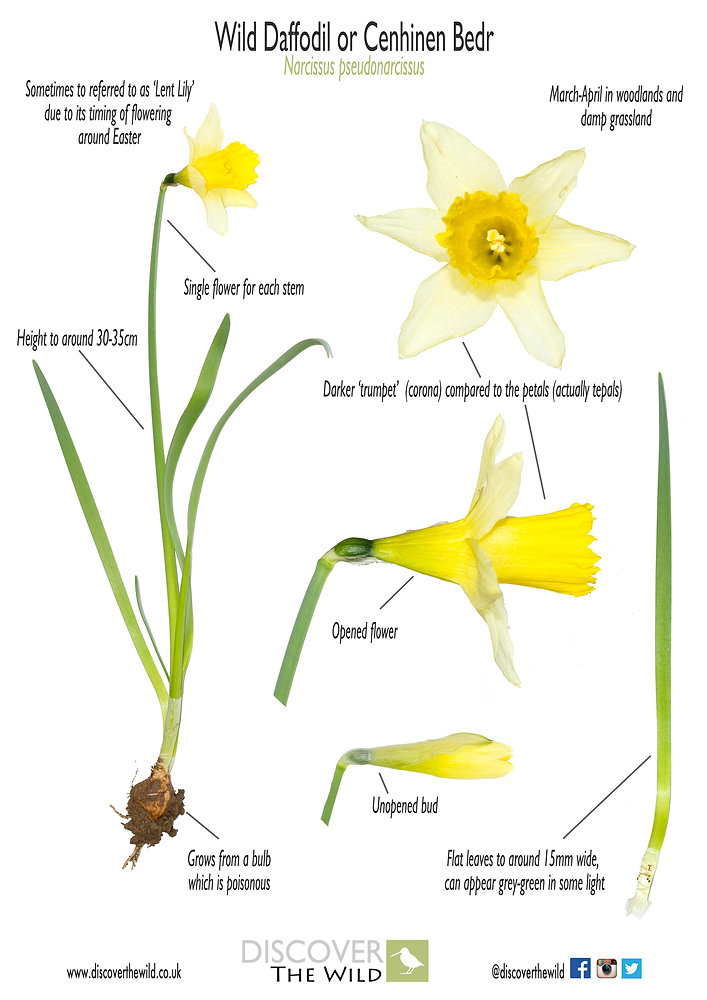 St David's Day Wild Daffodil
