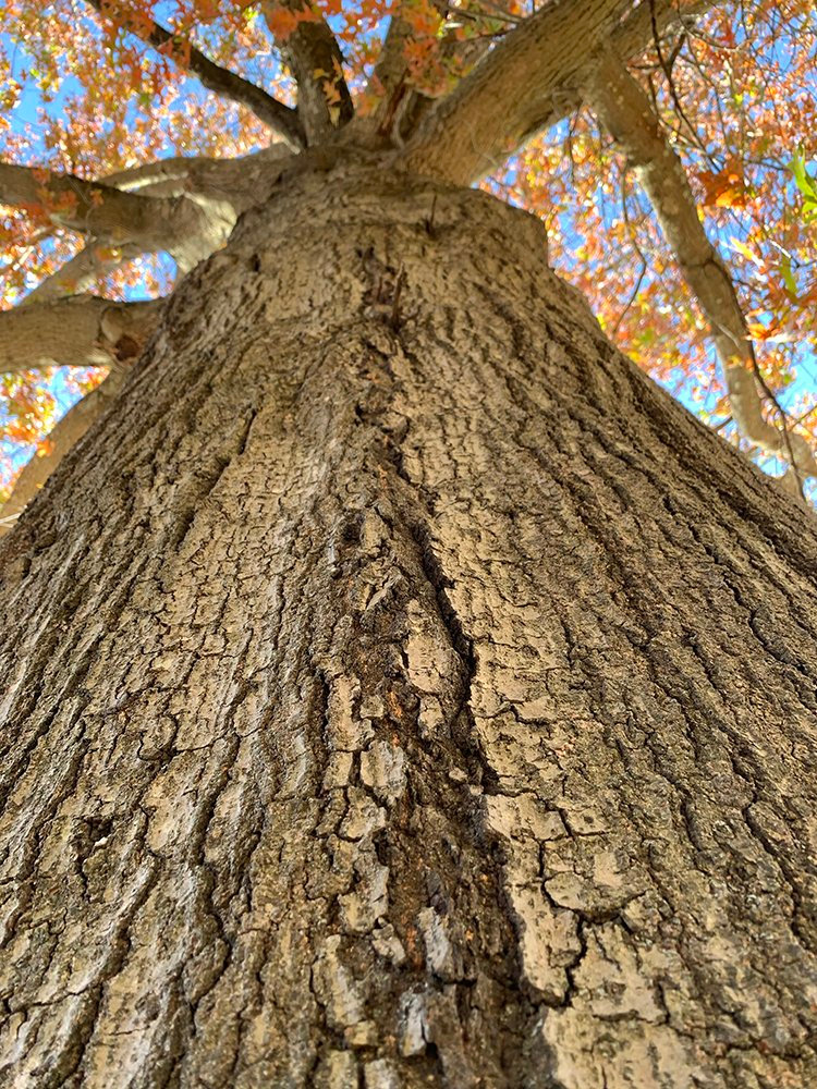 Watershed Workshop: Tree Withness with Gina Siepel | GRLT