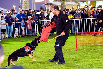 Pet Festival | petfestival