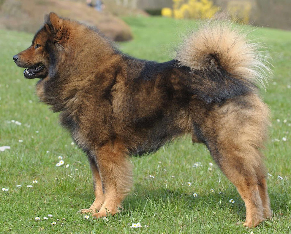 fawn eurasier