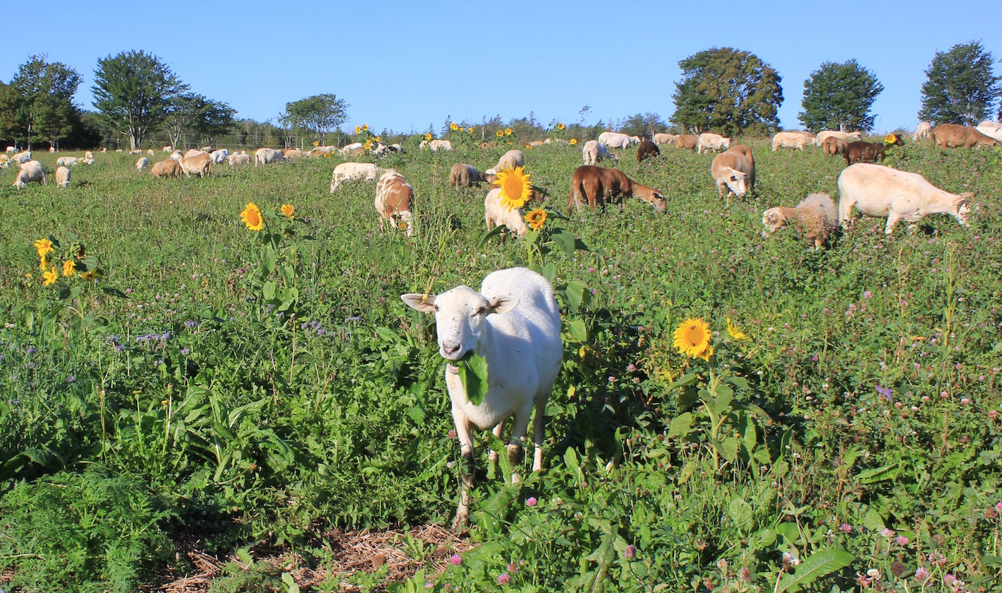 Sheep Breeds | Rustaret Farm