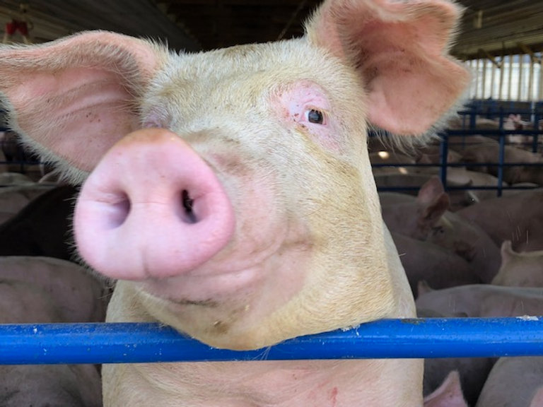 Illinois hogs & pigs info released