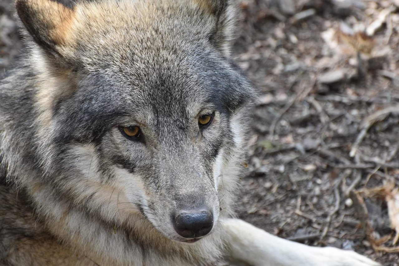 Wolves: A Violent Past and a Promising Future for a Vital Keystone Species