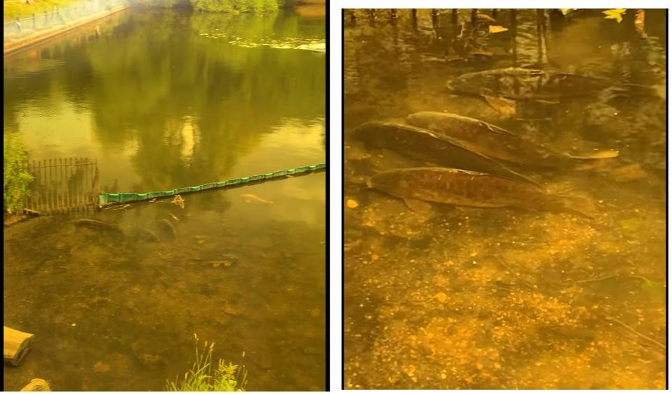 Carp die in Hampstead Heath pond after algal bloom