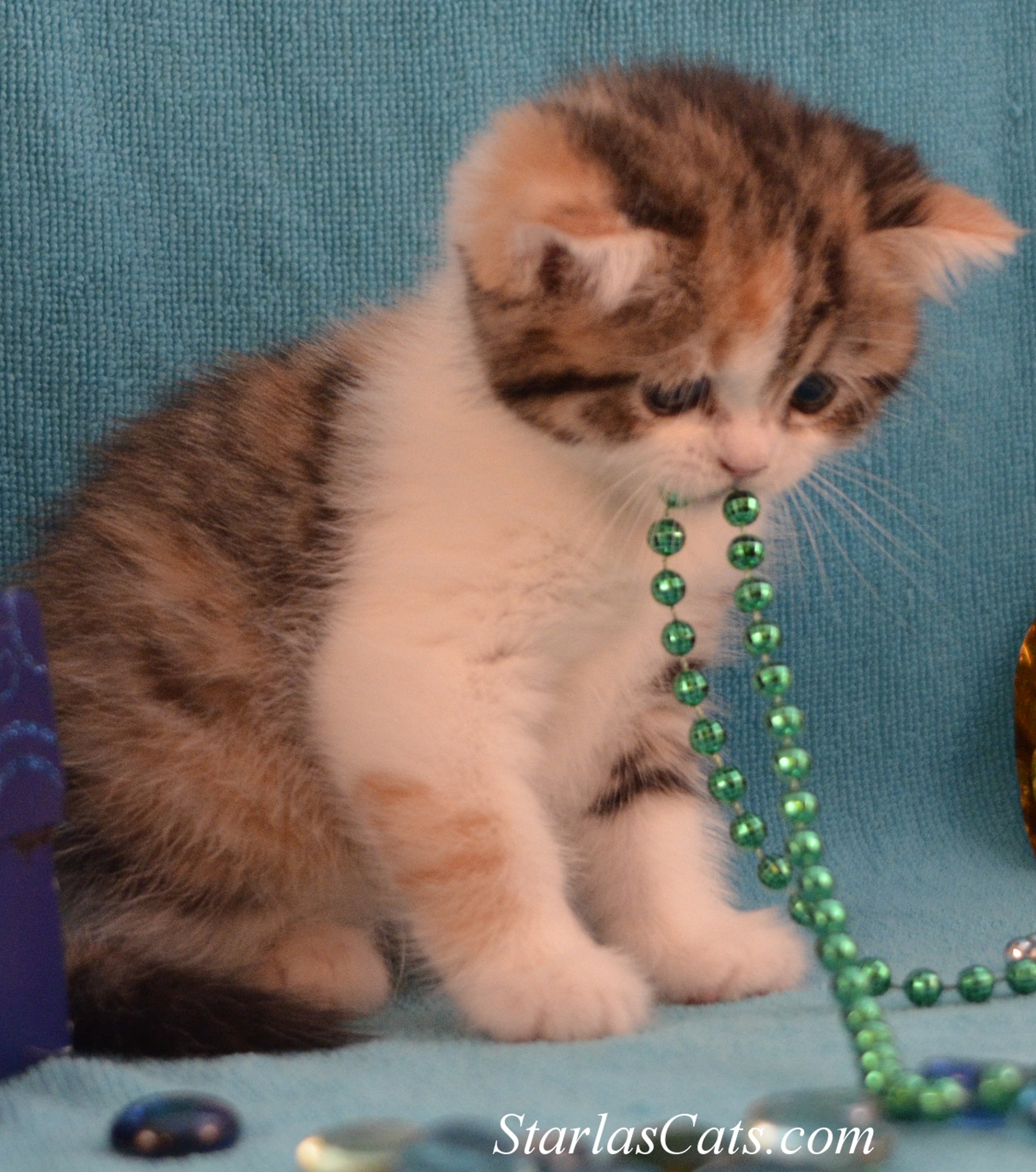 Scottish-fold-kittens | Texas | Starla's Cats