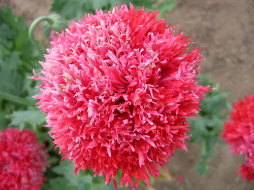 Fire and Snow Poppy Seeds, Papaver Somniferum, Bread seed Poppies ...