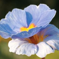 Rare You and Me Blue Primrose Seeds, Primula Tommasinii | Seedcult