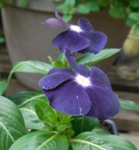 Blueberry Vinca Seeds, Madagascar Periwinkle, Catharanthus Roseus ...