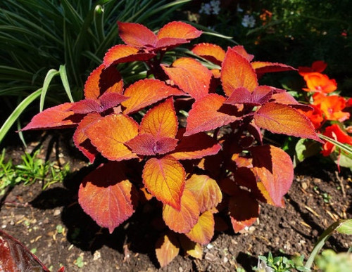 Sunset Coleus Seeds, Indoor Shade Plant, Wizard CC0920P | Seedcult