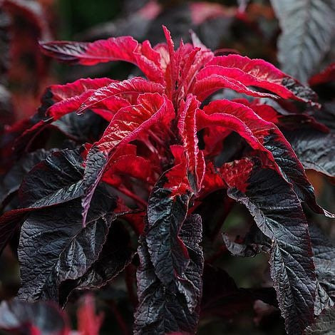 Molten Fire Amaranth Seeds, Edible plants, Amaranthus Gangeticus | Seedcult