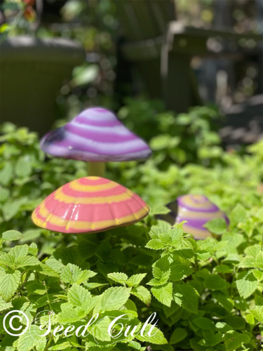 Southern River Sage Seeds, Salvia Misella, Florida Native Sage ...