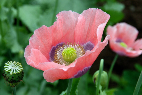 Poppy "THE GIANT" Seeds, Papaver Somniferum, Giganteum, Giganthemum ...