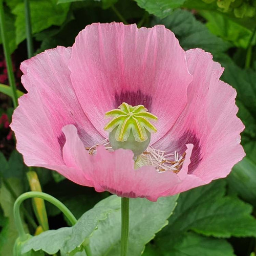 Pink Dawn Poppy Seeds, Papaver Somniferum, Bread Seed Poppies | Seedcult
