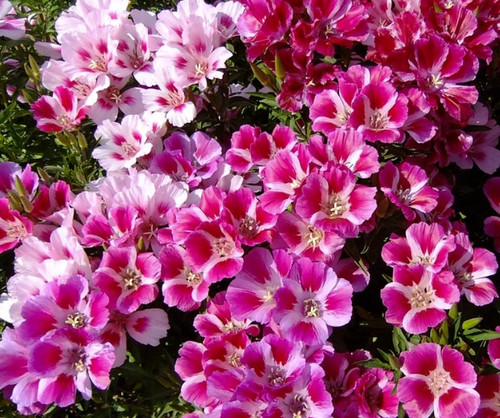 Godetia Seeds | Seedcult